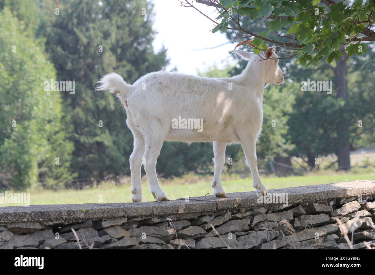 White goat standing on top of a stone wall Stock Photo - Alamy