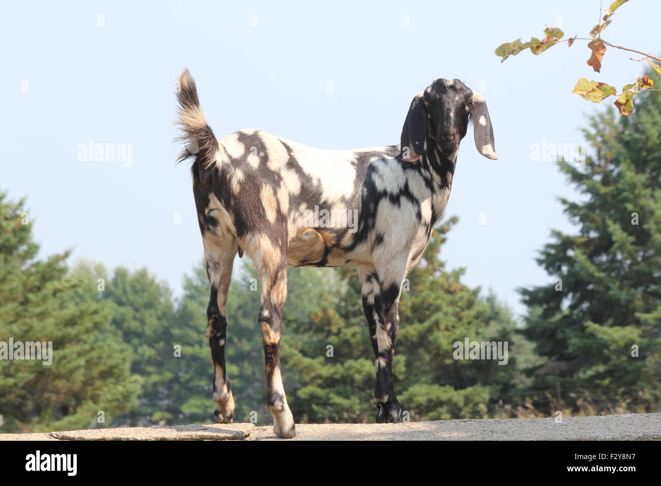 Multi-colored goat standing on top of a stone wall Stock Photo - Alamy