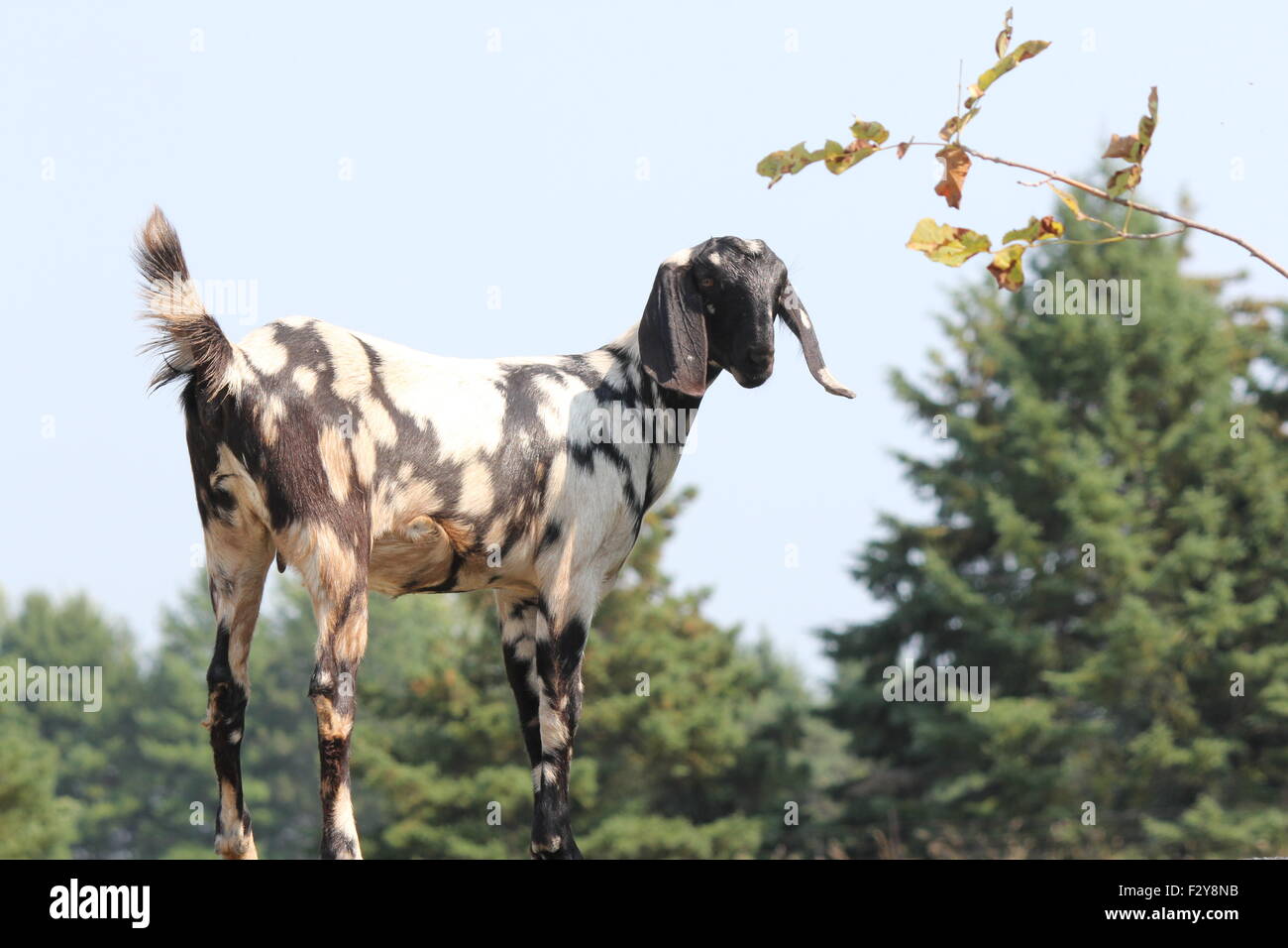 Multi-colored goat standing on top of a stone wall Stock Photo - Alamy