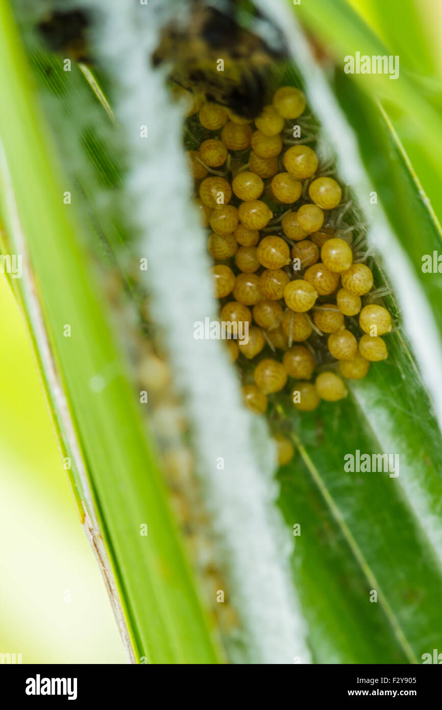 Groups of babies spider Stock Photo - Alamy