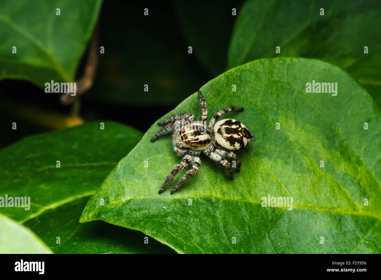 Jumping spider on green leaf Stock Photo - Alamy