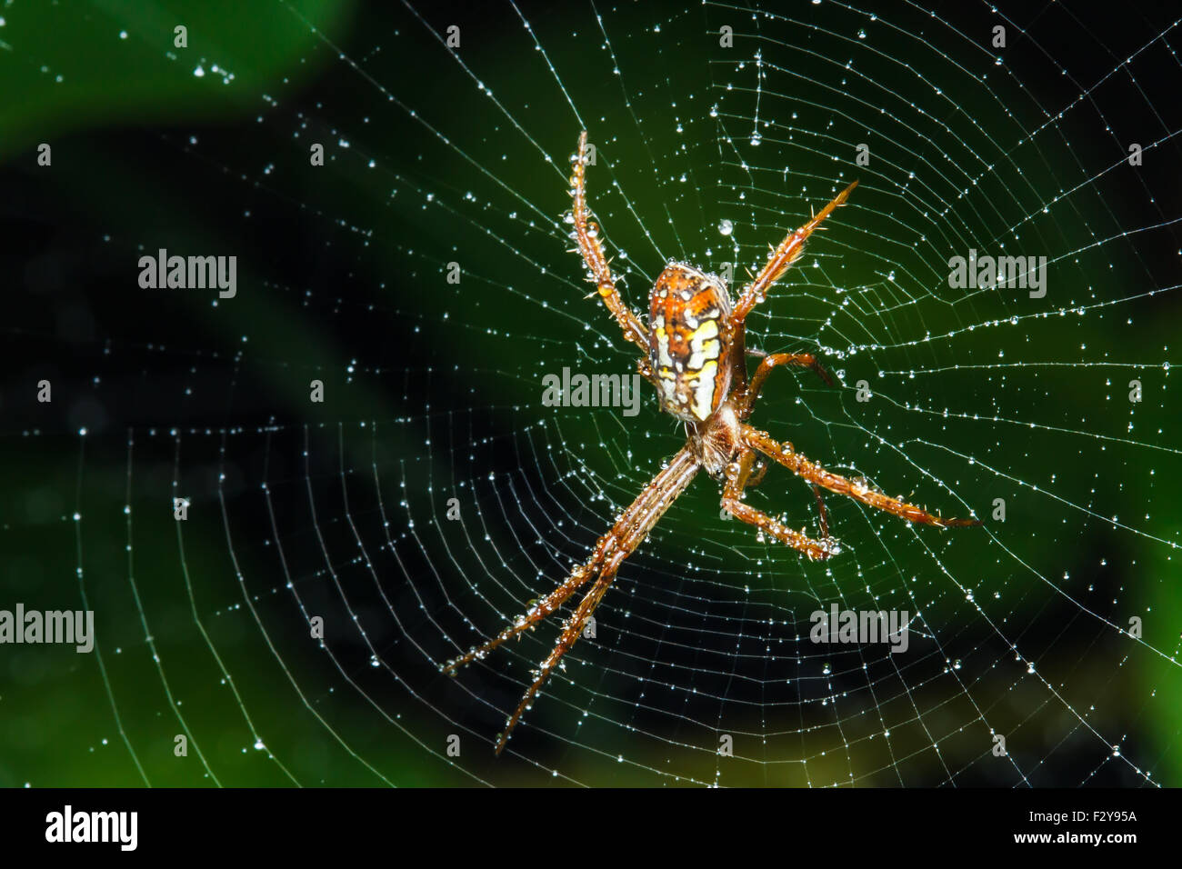 Spider on the web Stock Photo - Alamy
