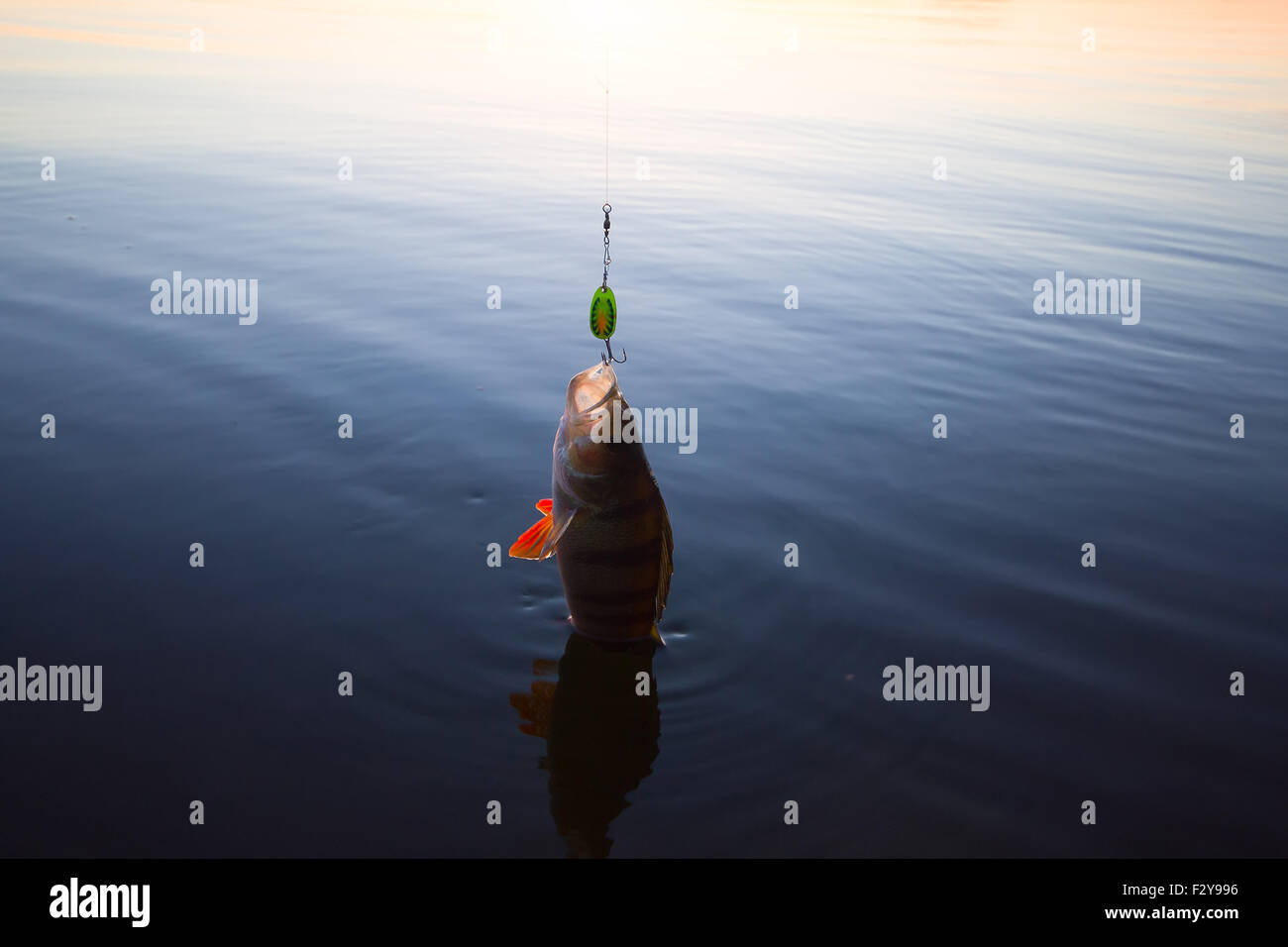perch on a spinner on a spinning in the evening Stock Photo - Alamy