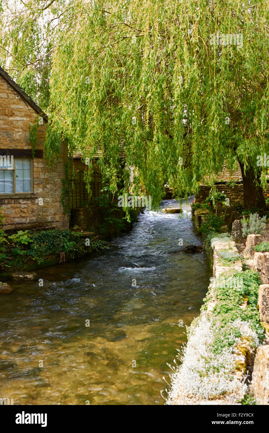Willow tree over hanging stream with part view of house opposite Stock ...