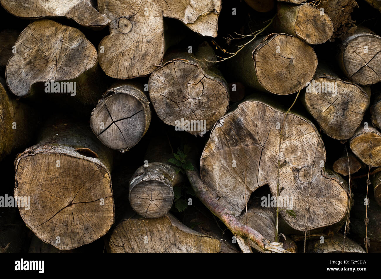 End grain on a wood pile hi-res stock photography and images - Alamy