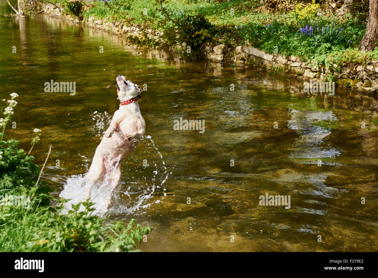 Dog enjoying itself in a stream Stock Photo - Alamy