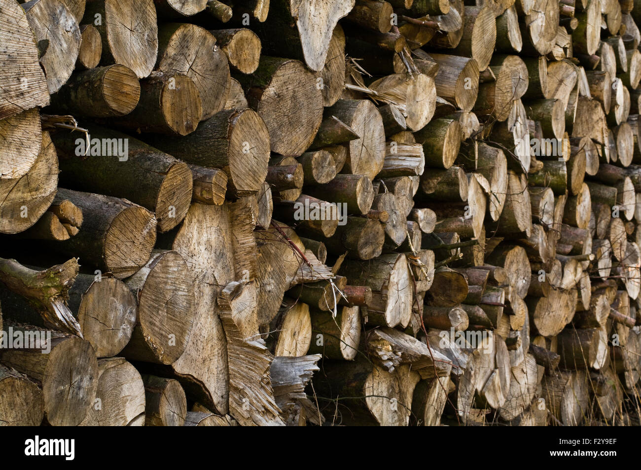 A large pile of chopped wood end-on Stock Photo - Alamy