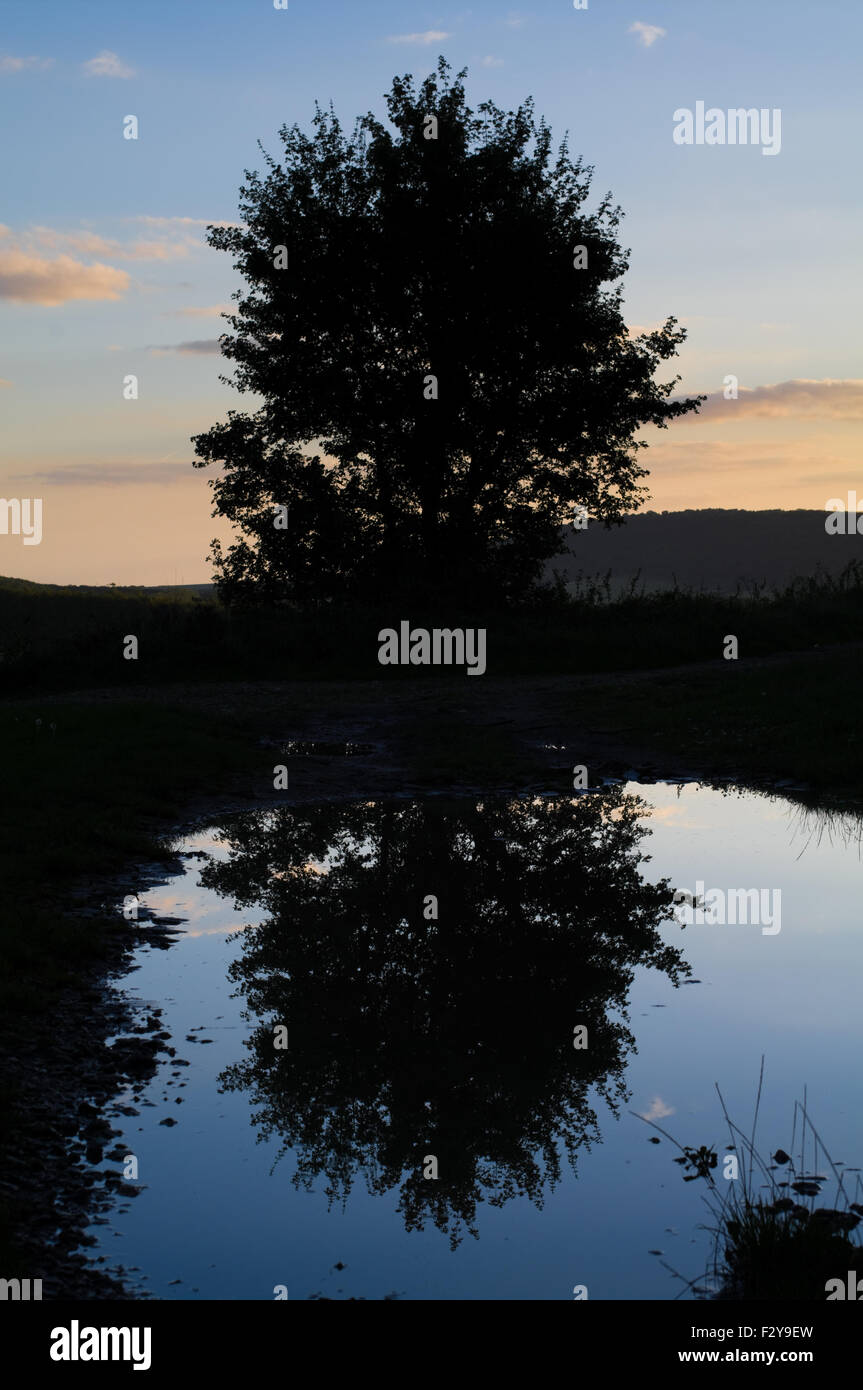 Silhouetted reflection of a tree in a large puddle at sunset Stock ...