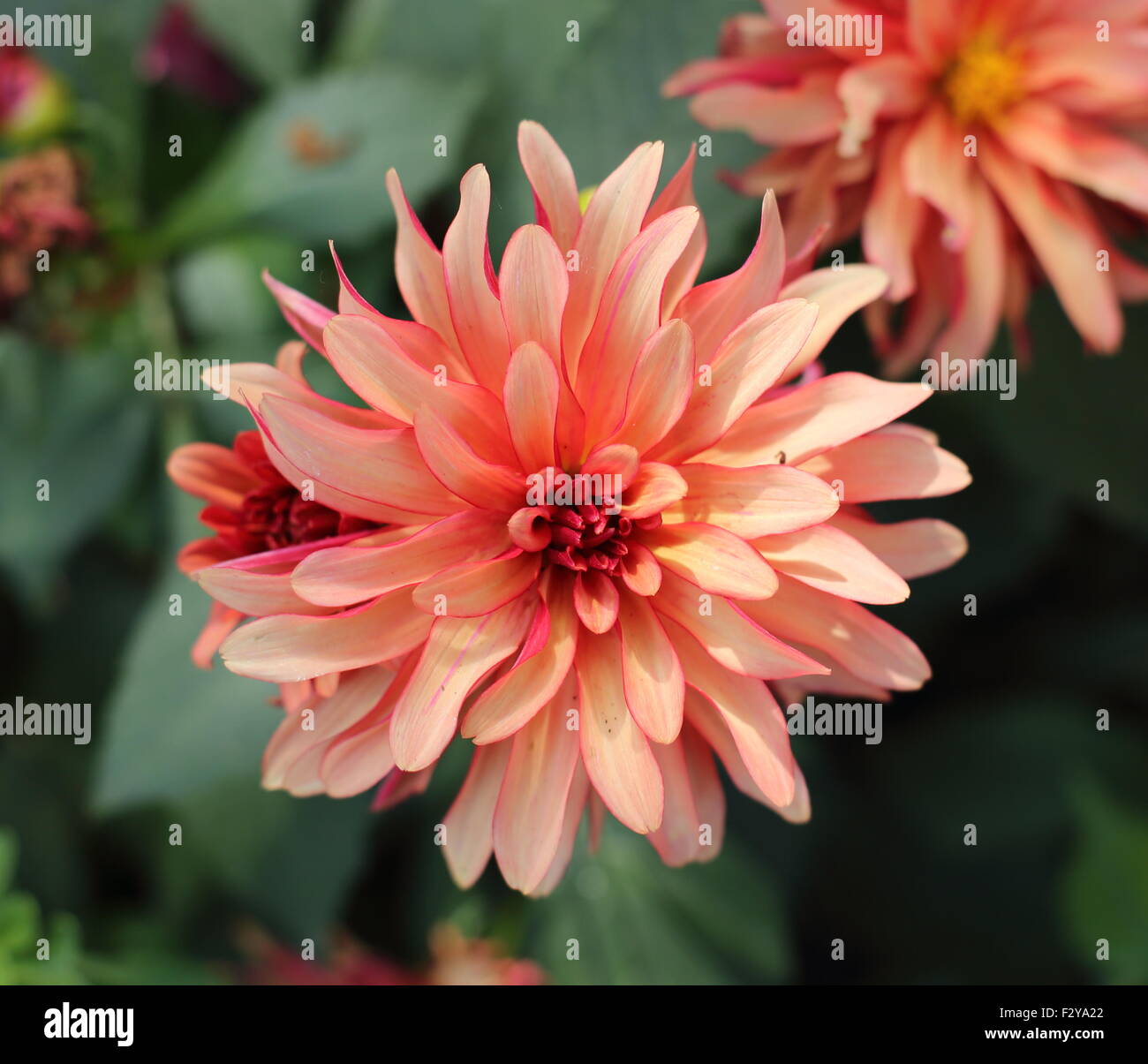 The Grounds of the Holme, Regents Park, London Stock Photo - Alamy