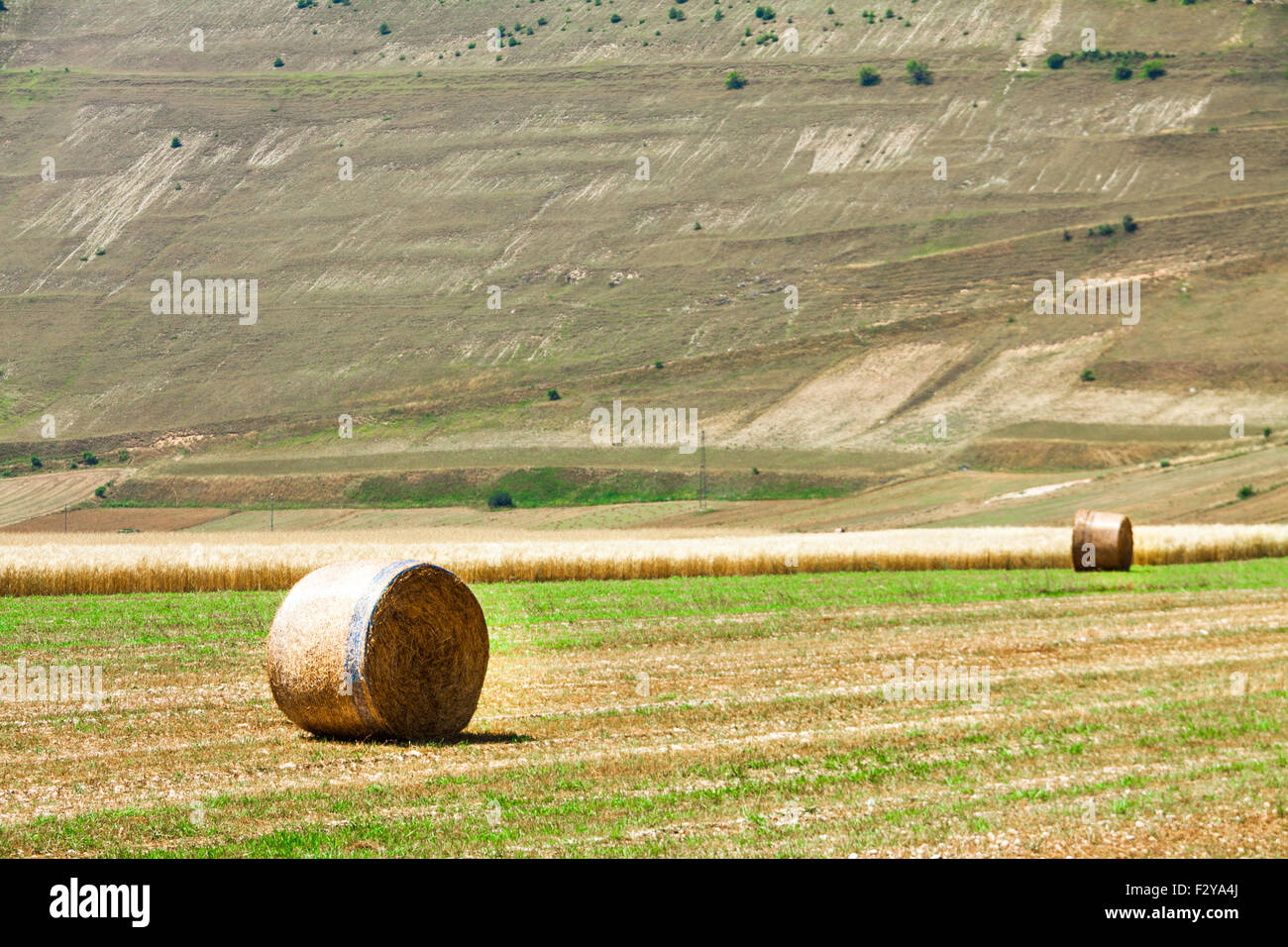 Hay balls on the field Stock Photo - Alamy