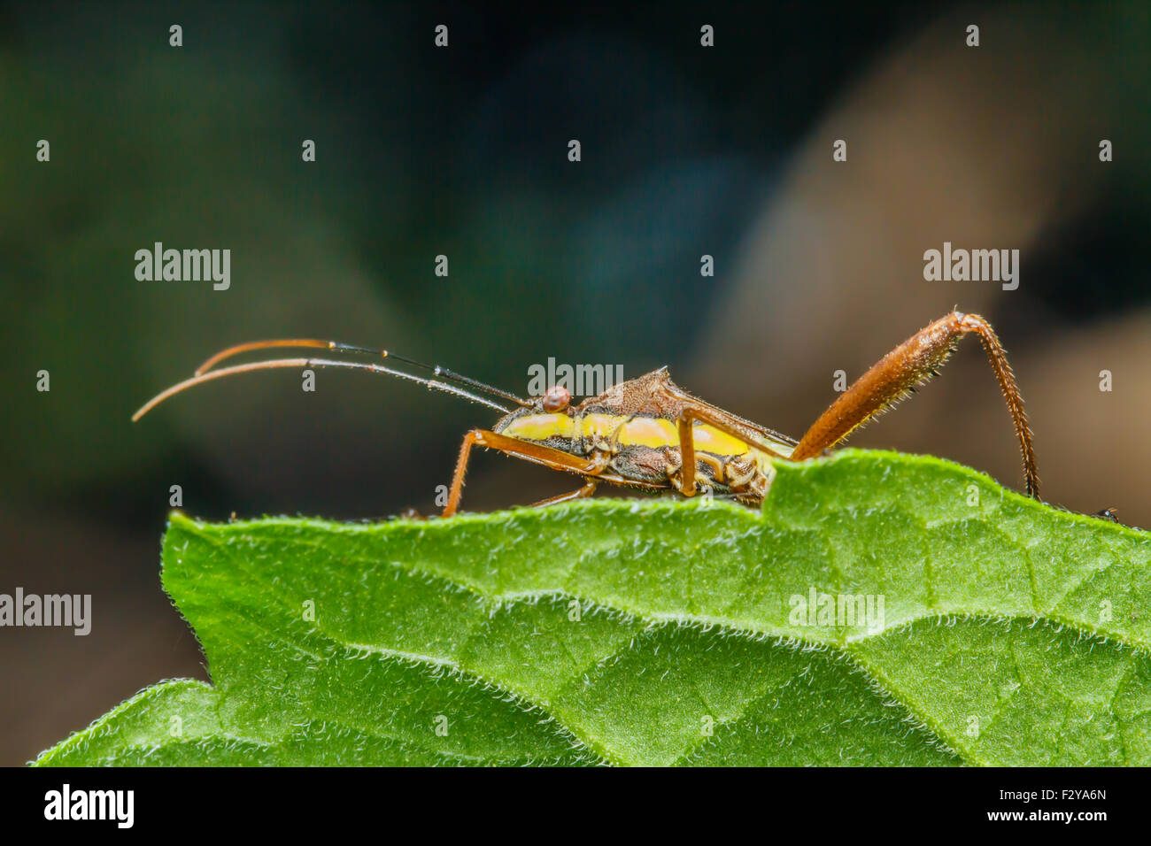 Insect on the green grass Stock Photo - Alamy