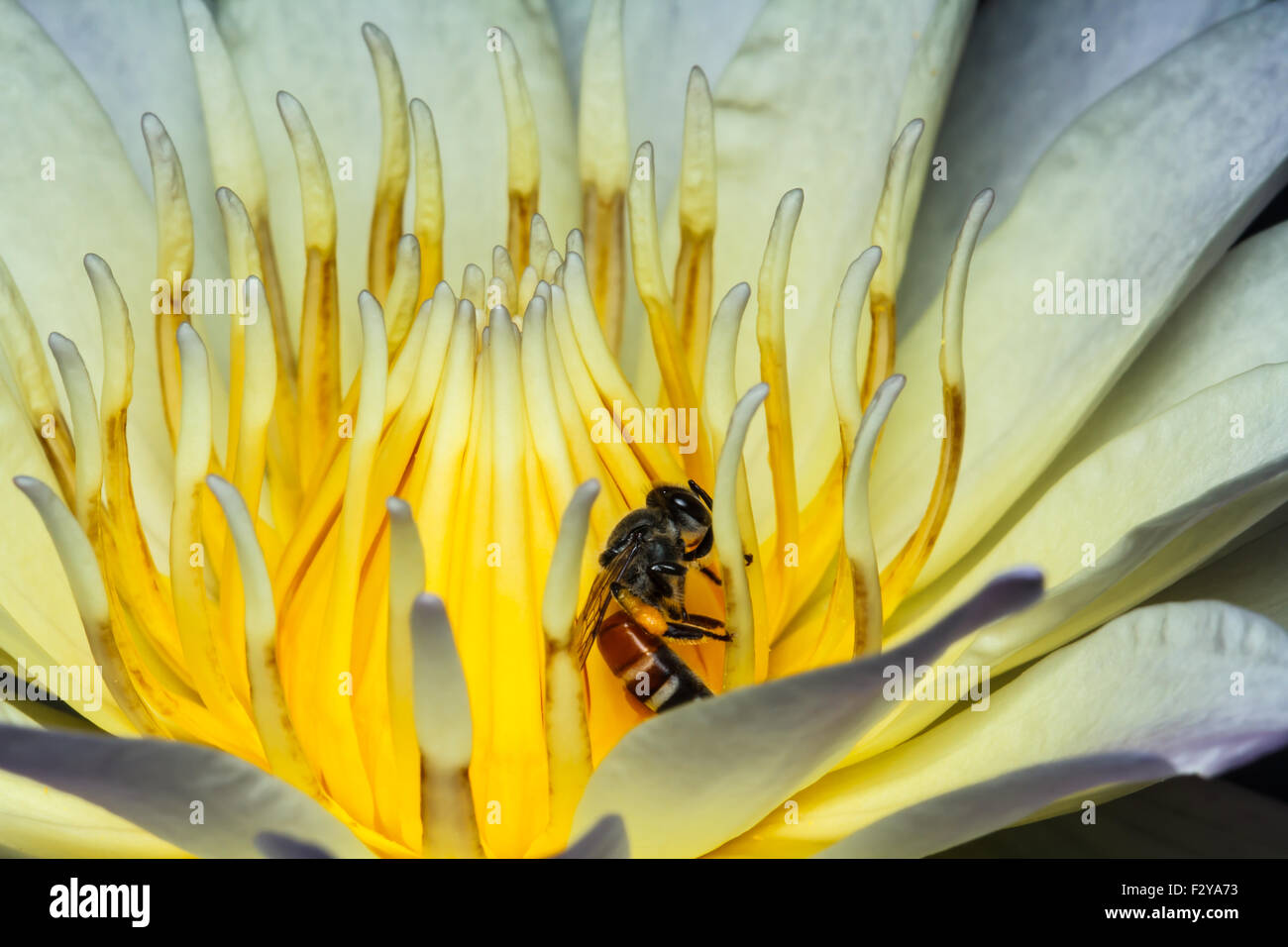 Bee on lotus Stock Photo - Alamy