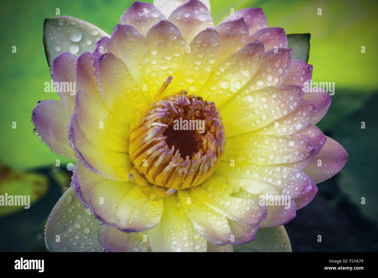 Yellow lotus petal hi-res stock photography and images - Alamy