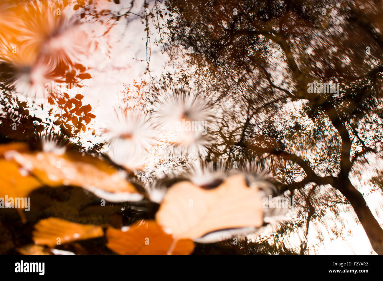 Beech tree reflecting on a river with orange beech leaves in Autumn ...