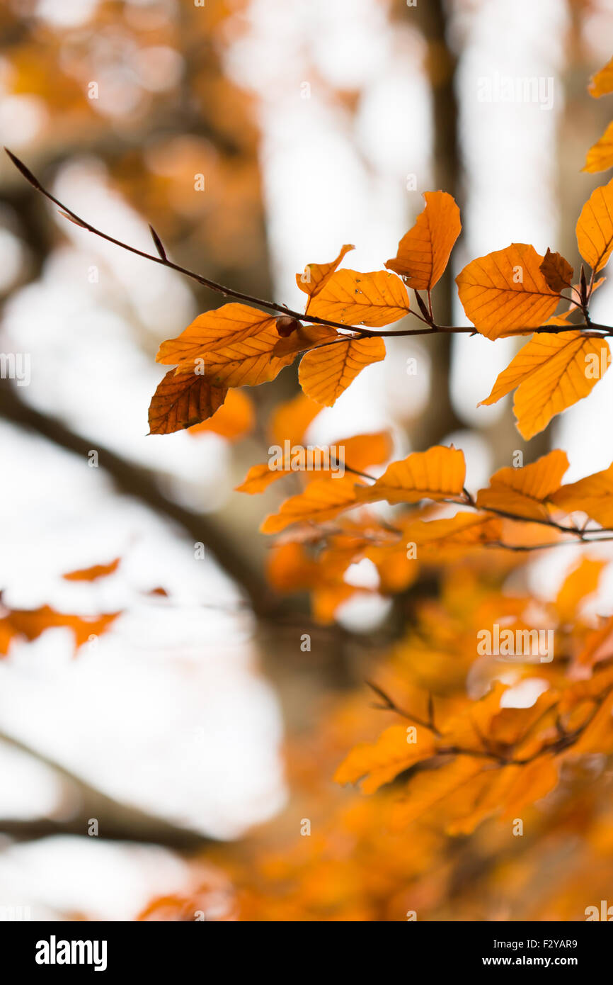 Beech tree in autumn with orange leaves Stock Photo - Alamy