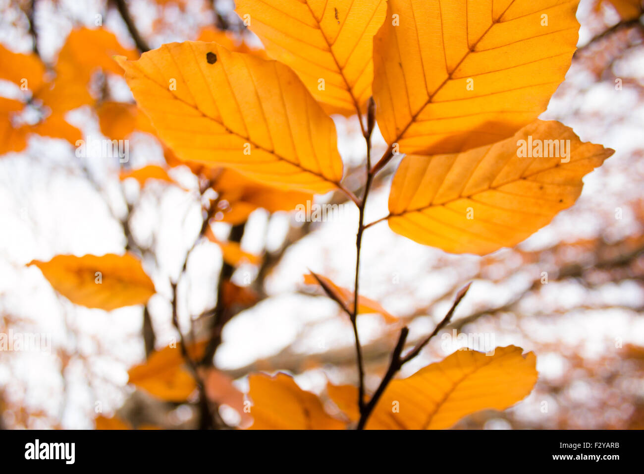 Beech tree in autumn with orange leaves Stock Photo - Alamy