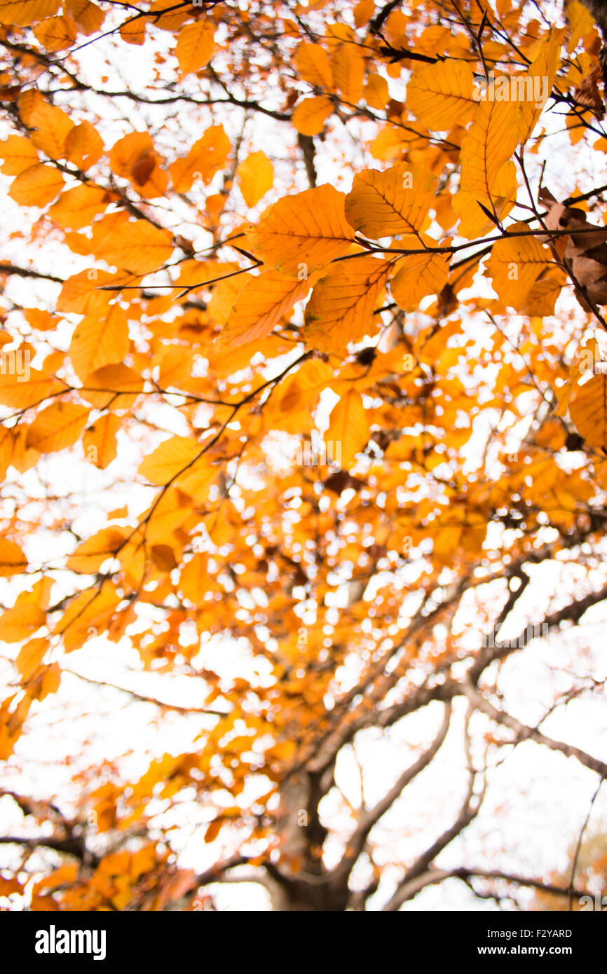 Deciduous trees shedding leaves hi-res stock photography and images - Alamy