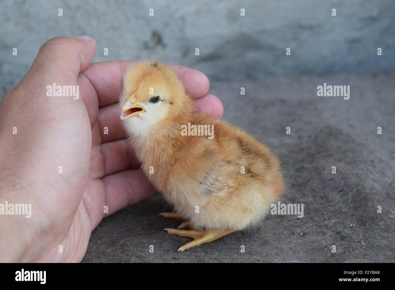 Chicken in a palm. Cultivation of domestic hens Stock Photo - Alamy