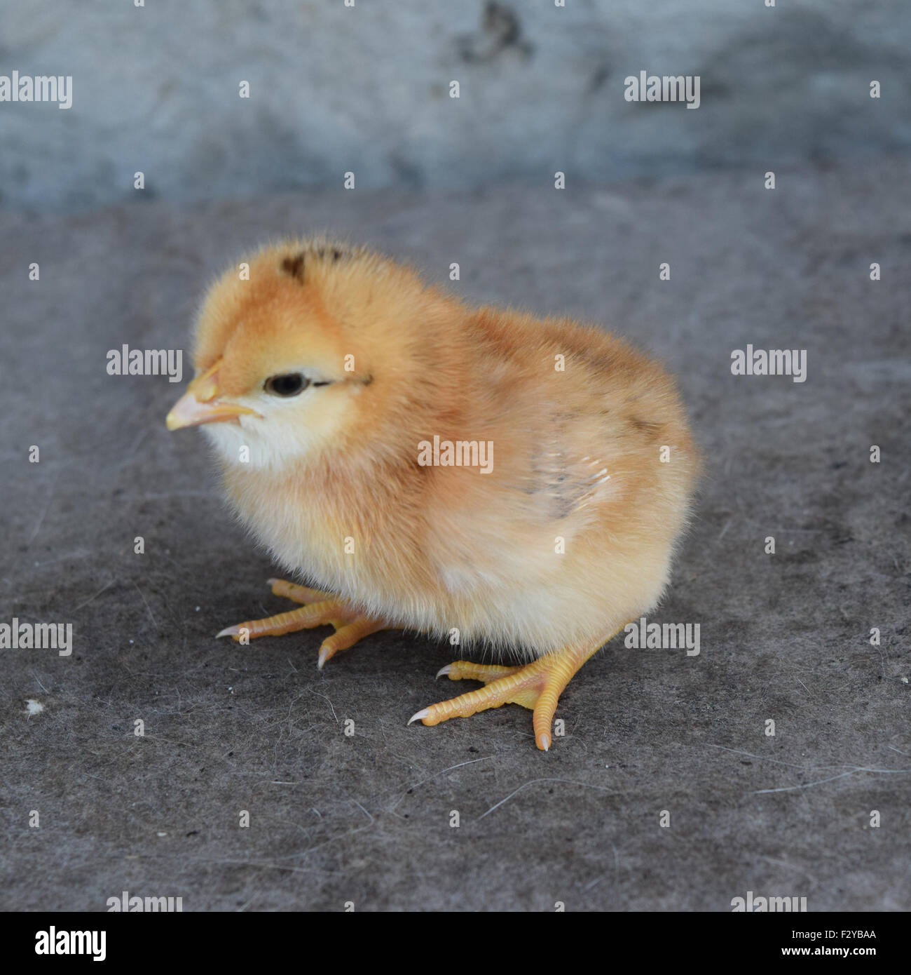 Subsidiary farming hi-res stock photography and images - Alamy