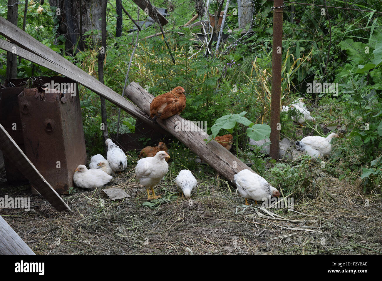 Hens in the yard of a hen house. Cultivation of poultry Stock Photo - Alamy