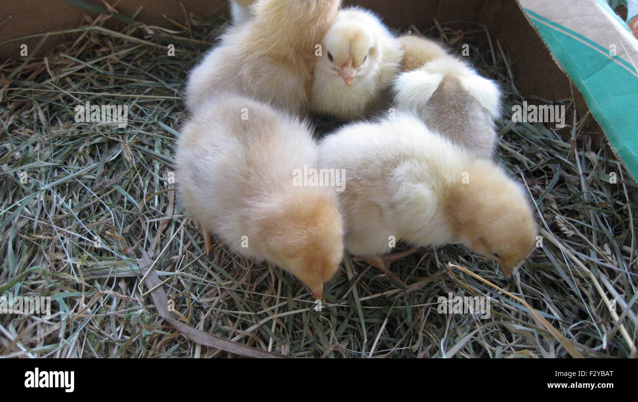 Little chickens. Poultry in individual hen house Stock Photo - Alamy