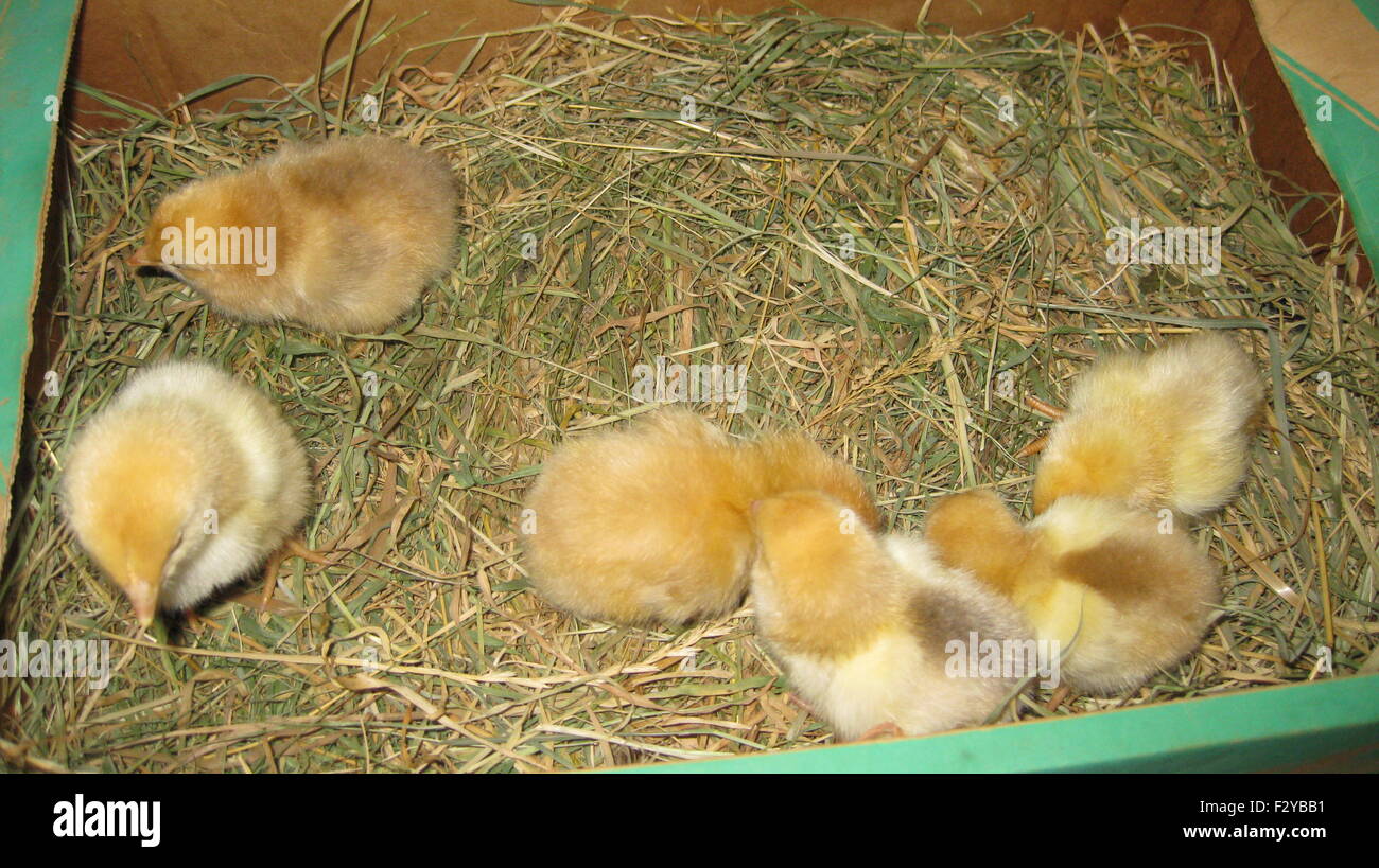 Little chickens. Poultry in individual hen house Stock Photo - Alamy