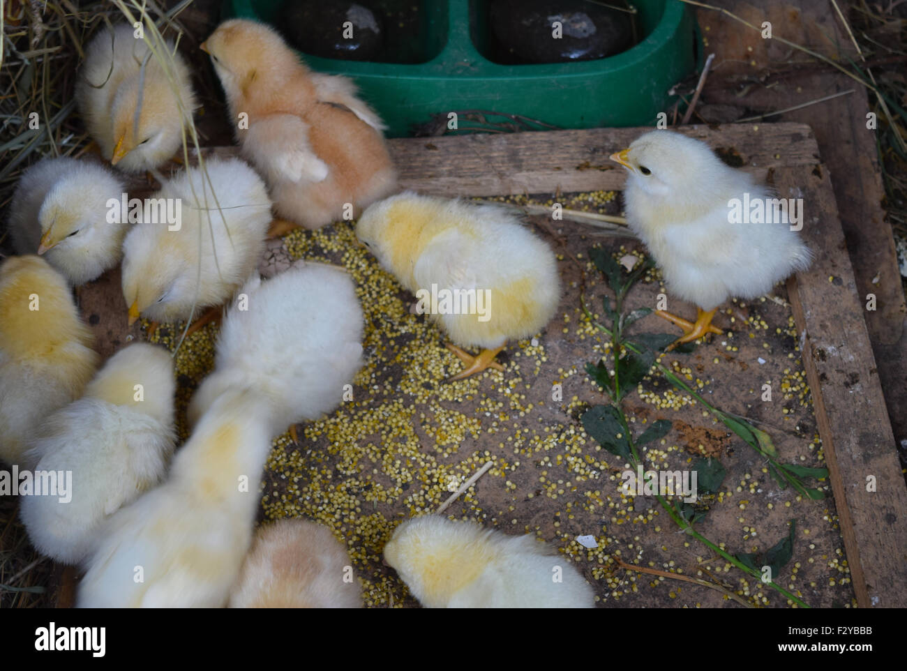 Little chickens. Poultry in individual hen house Stock Photo - Alamy
