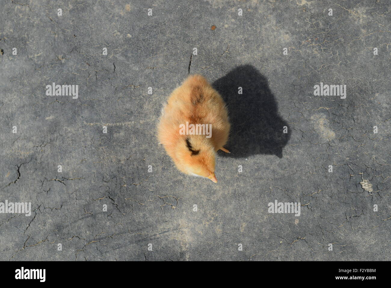 Red daily chicken. The maintenance of poultry in personal subsidiary ...