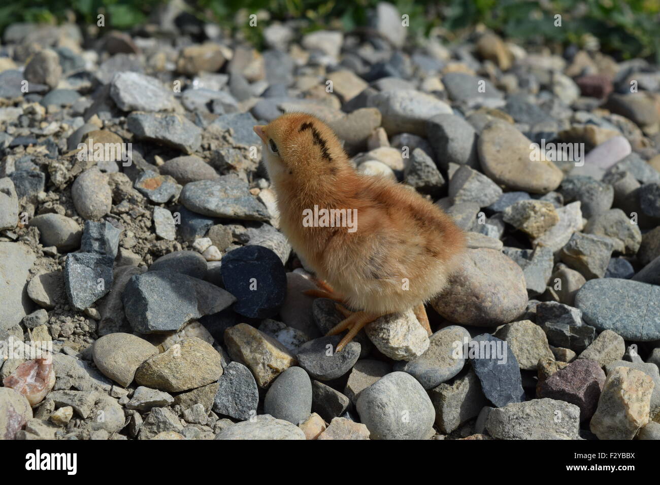 Subsidiary farming hi-res stock photography and images - Alamy