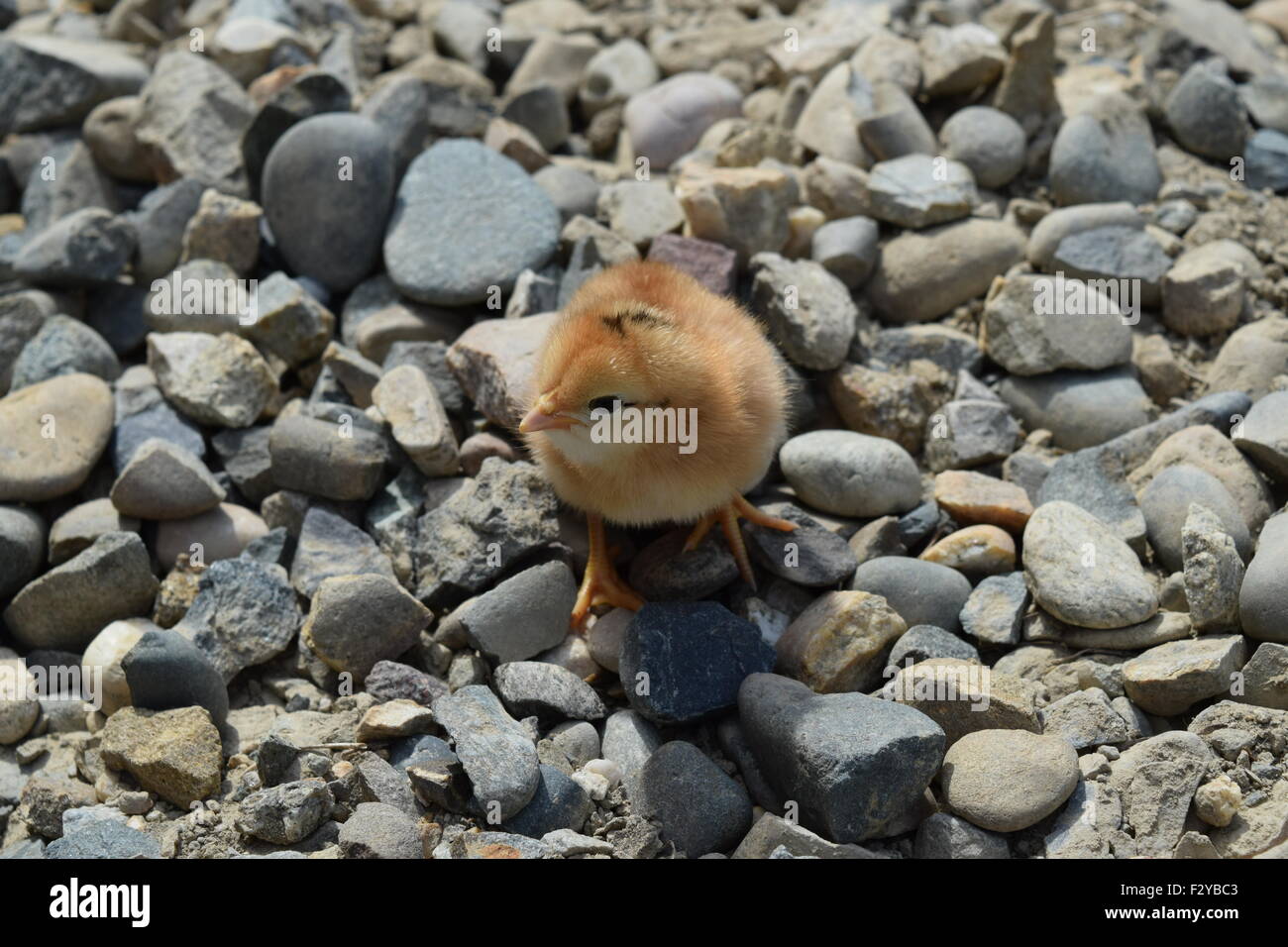 Subsidiary farming hi-res stock photography and images - Alamy