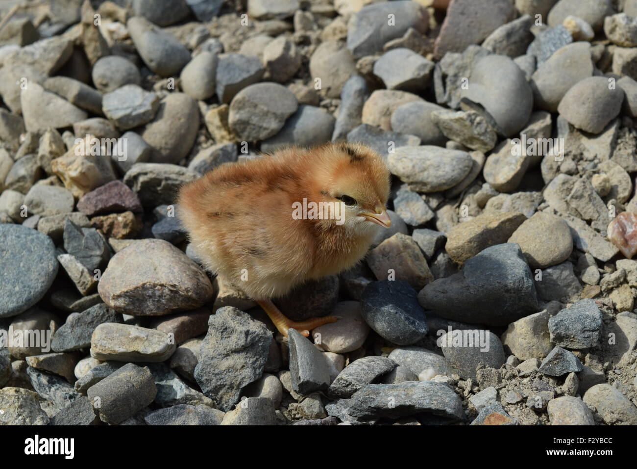 Subsidiary farming hi-res stock photography and images - Alamy