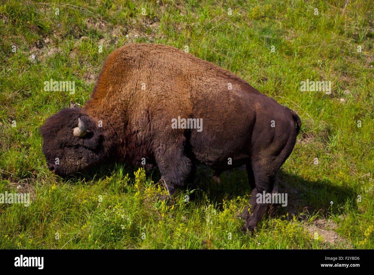 Buffalo Bison Fall Stock Photo - Alamy