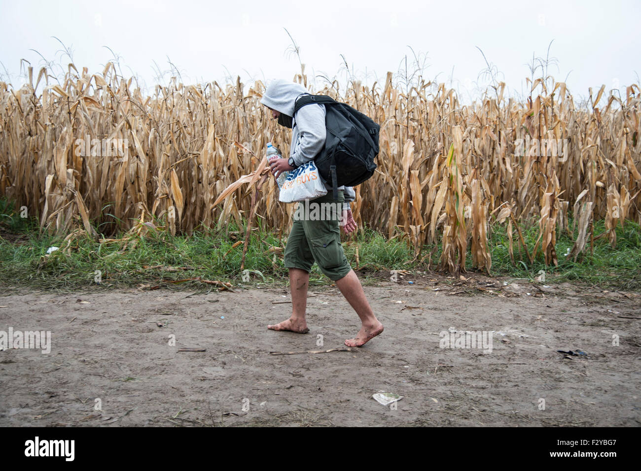 Bapska, Croatia. 23rd Sep, 2015. A barefoot refugee walks on the path ...