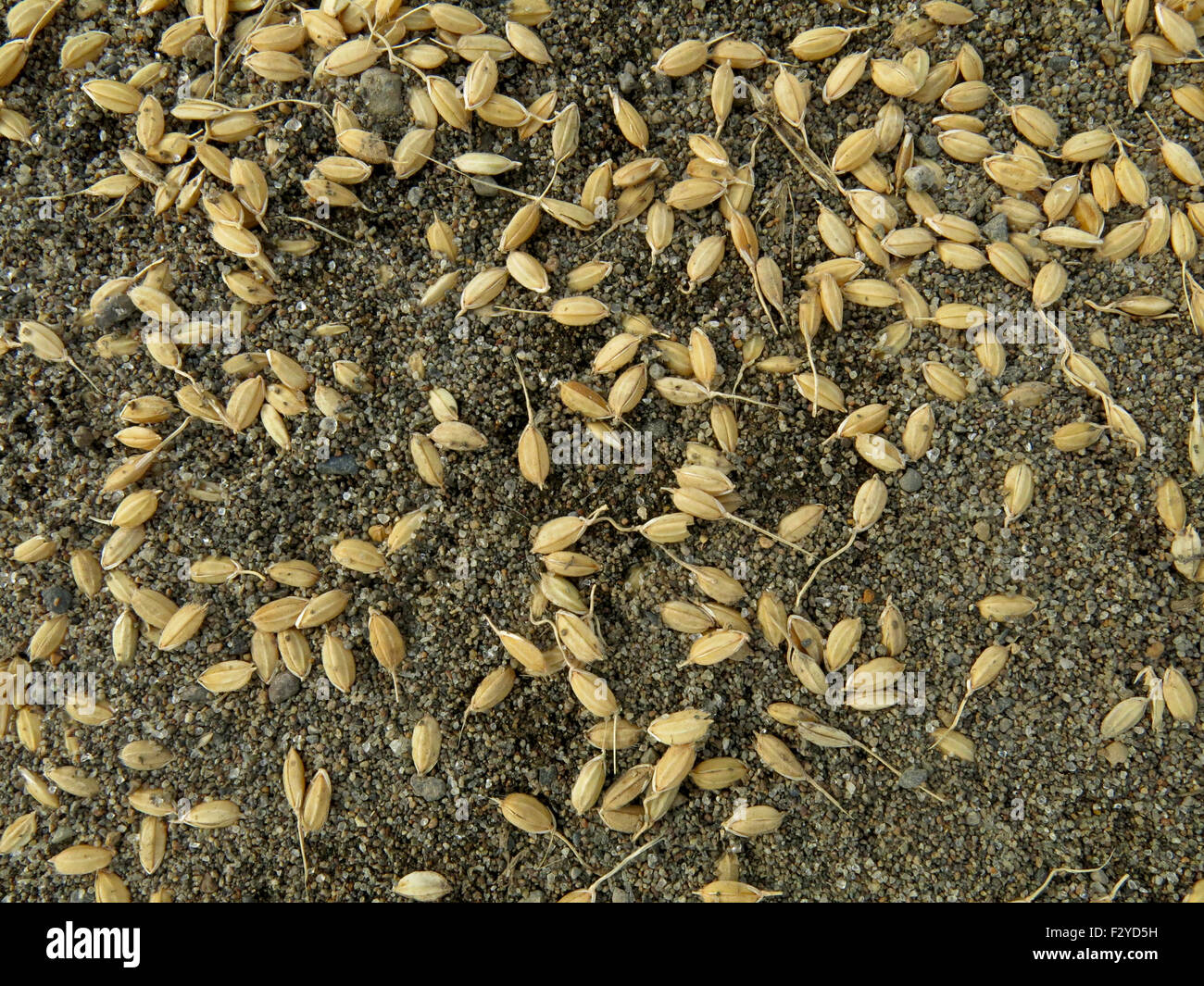 rice rice harvest grains of rice Stock Photo - Alamy