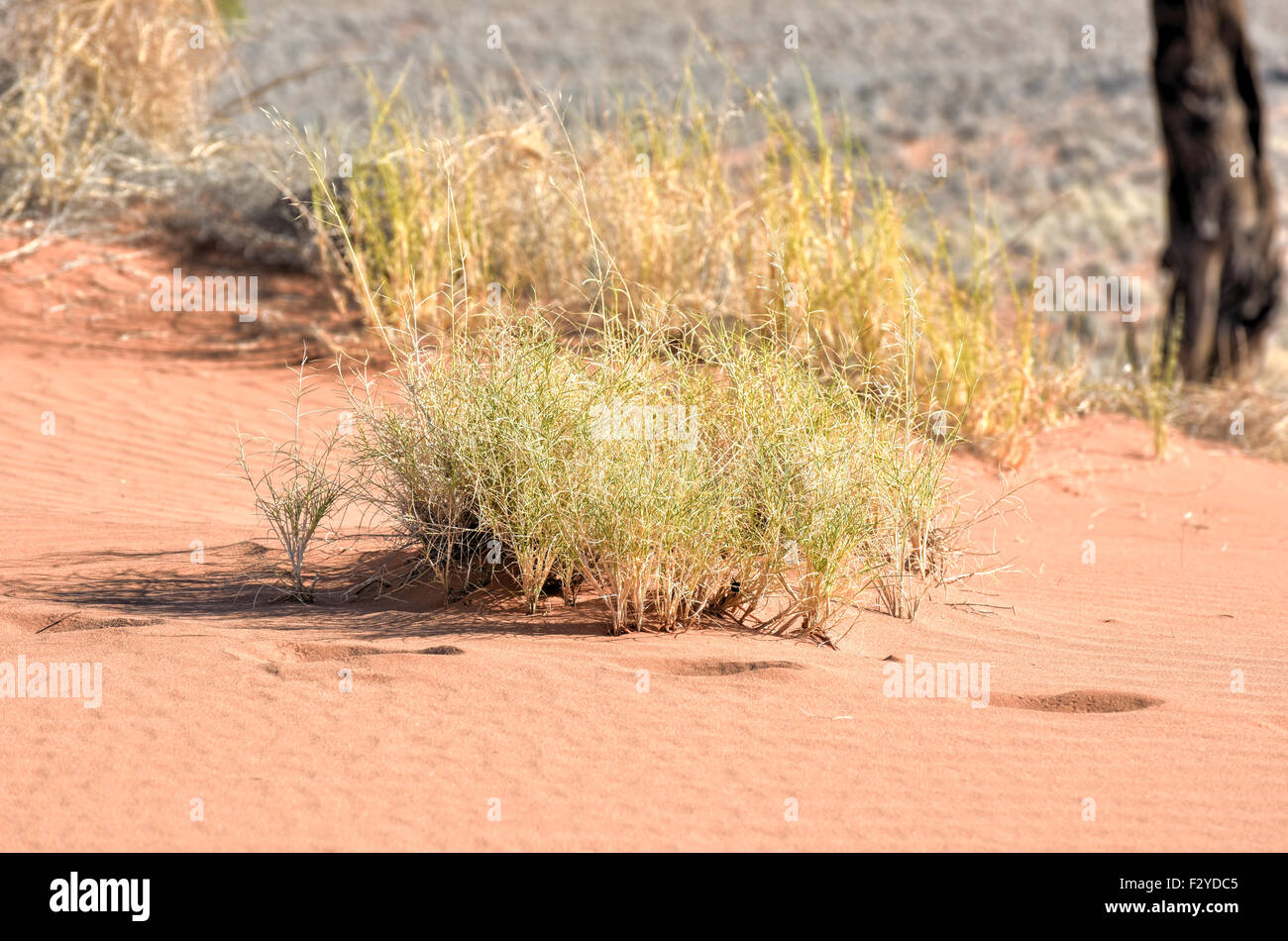 Desert landscape in the NamibRand Nature Reserve in Namibia Stock Photo ...