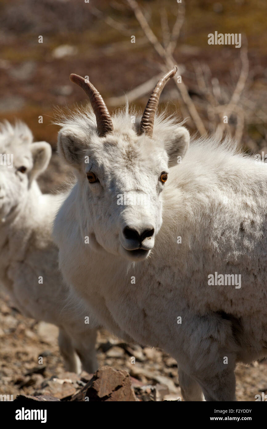 Dall sheep mountain goats wild Canada Yukon Stock Photo - Alamy