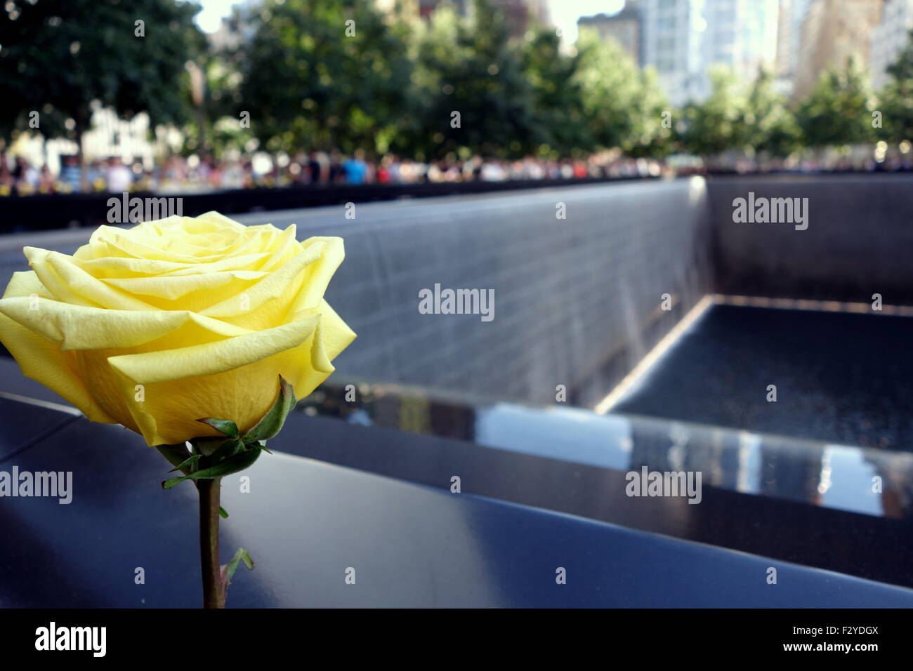 Yellow rose honoring victims at 9/11 Memorial Fountain Stock Photo - Alamy