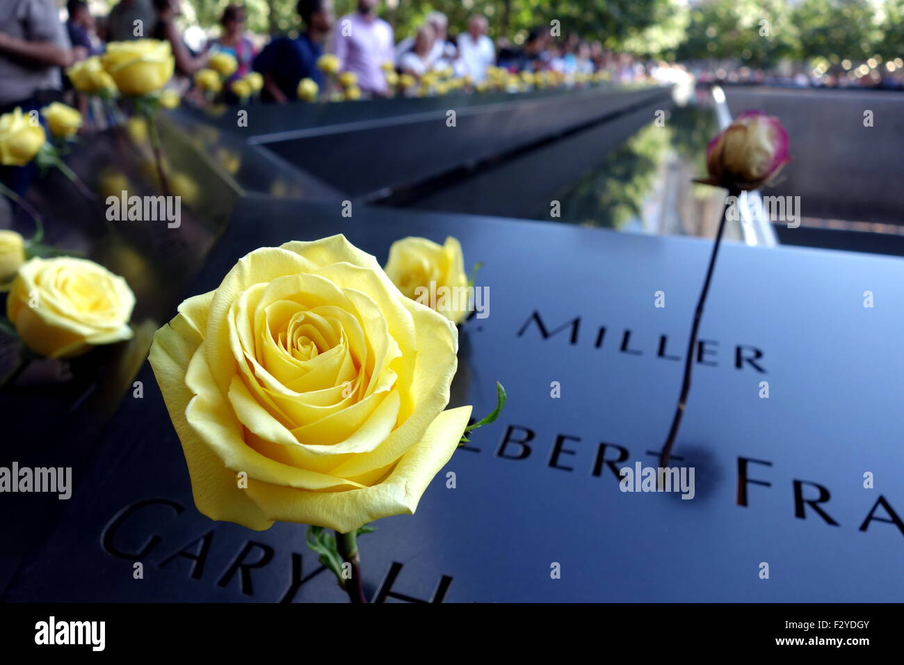 Yellow roses honoring victims at 9/11 Memorial Fountain Stock Photo - Alamy