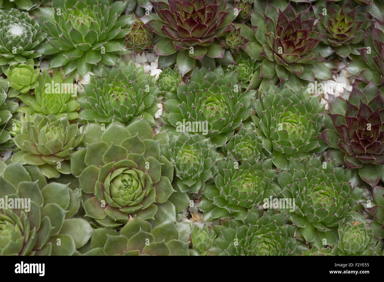 Succulent plants hi-res stock photography and images - Alamy