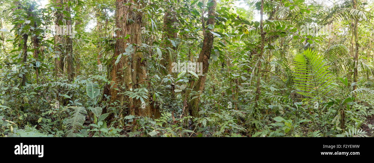 Interior of tropical rainforest in the Ecuadorian Amazon Stock Photo ...