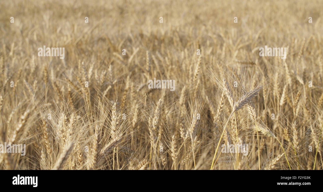 wheat field in august before harvest slow motion Stock Photo - Alamy