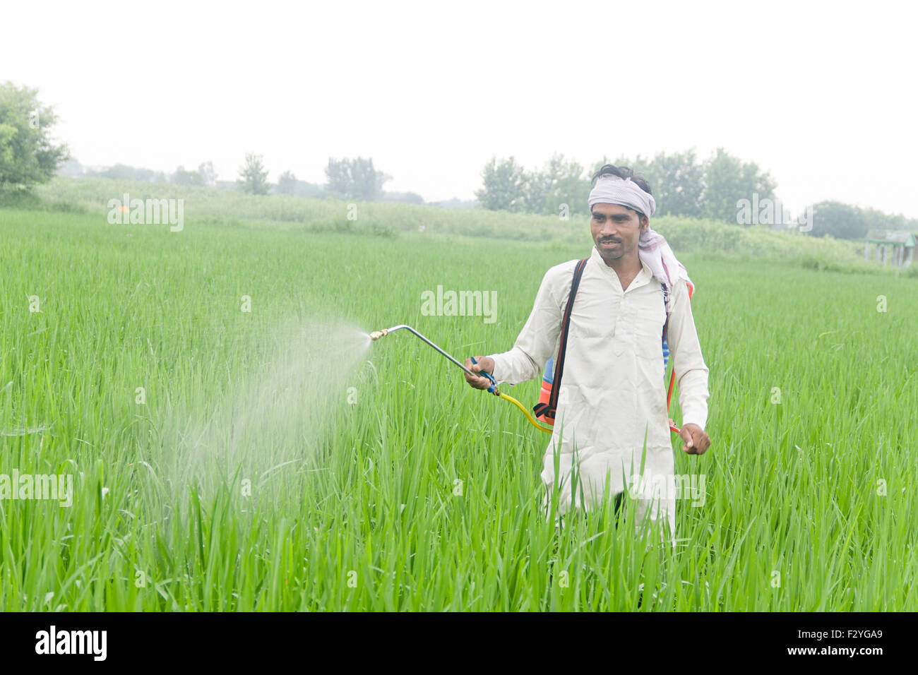 Indian pipe plants hi-res stock photography and images - Alamy