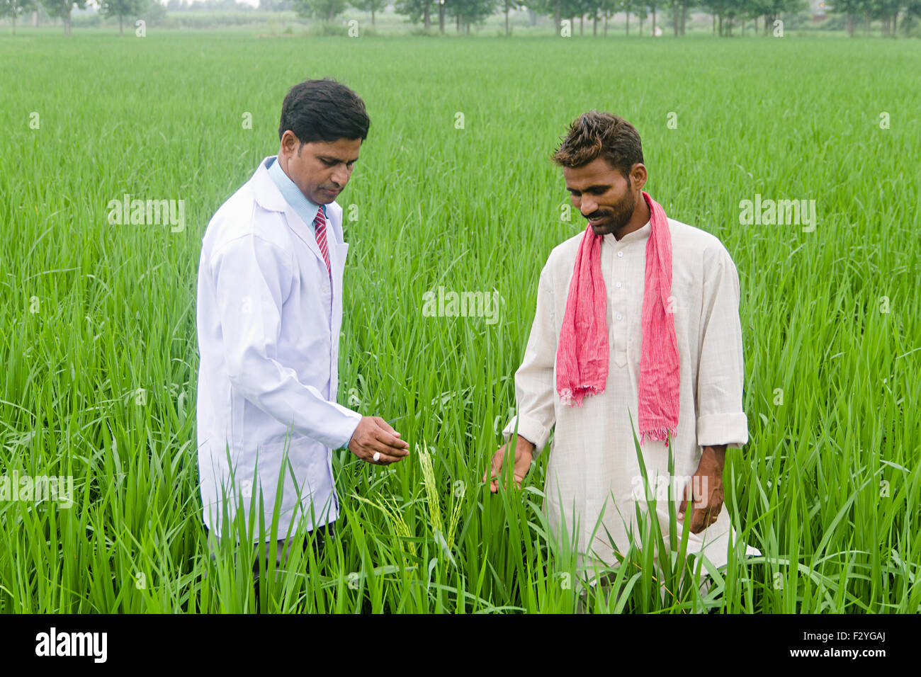 2 indian Doctor and rural farmer Farm plants Checking Stock Photo - Alamy