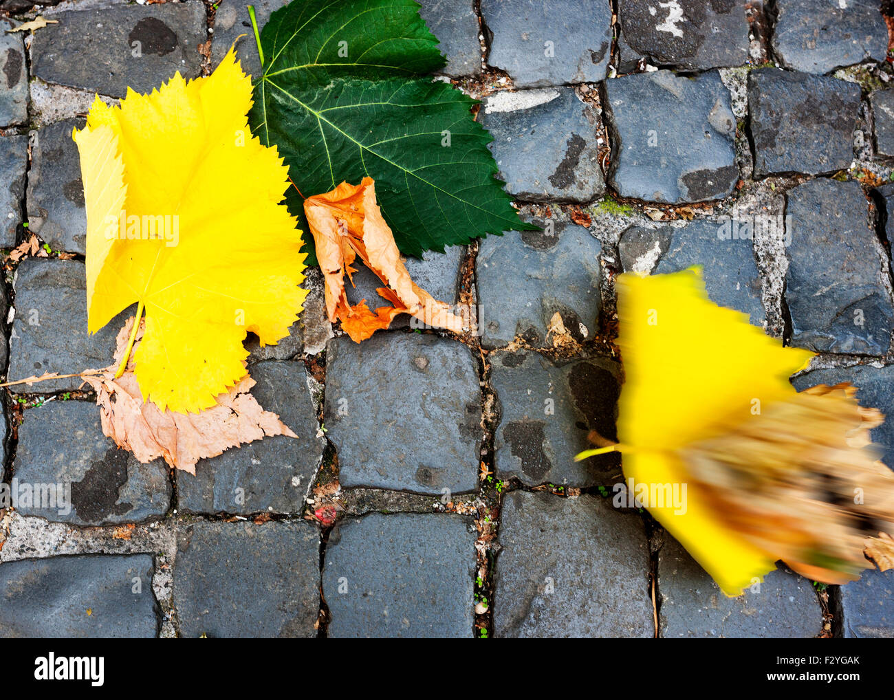 Gust of wind leaves hi-res stock photography and images - Alamy