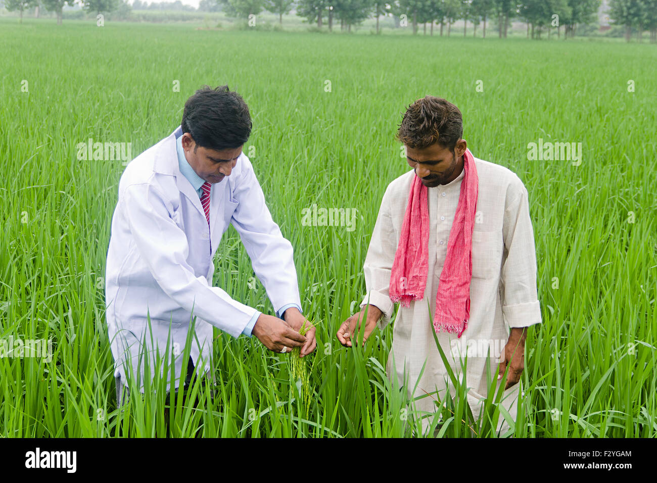 2 indian Doctor and rural farmer Farm plants Checking Stock Photo - Alamy