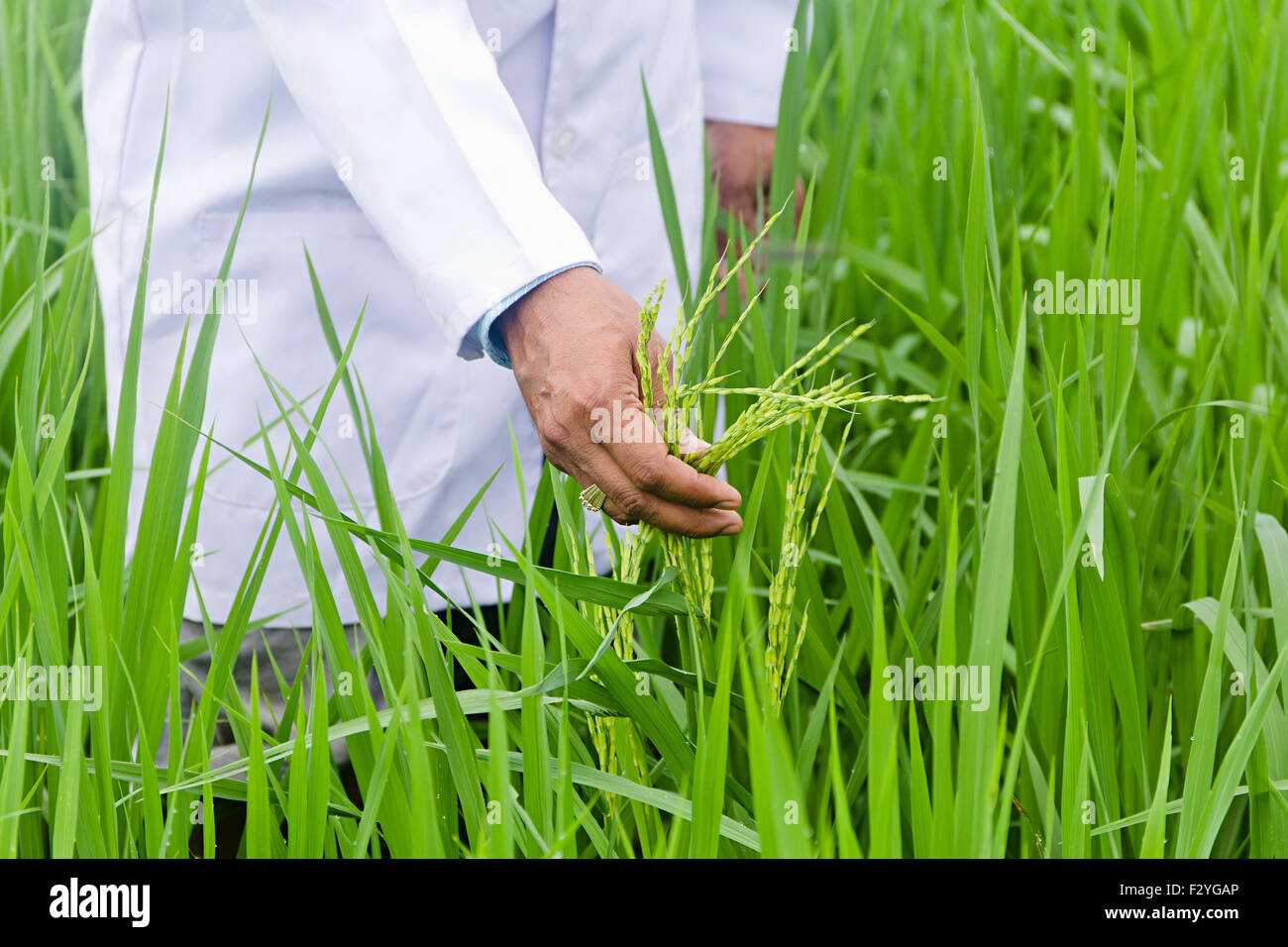 1 Doctor Farm plants Checking Stock Photo - Alamy