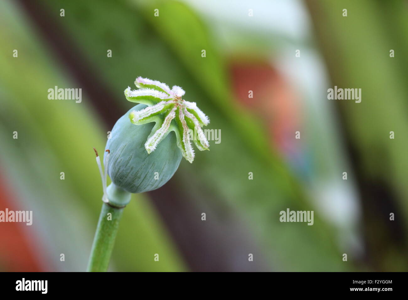 Poppy seed hi-res stock photography and images - Alamy