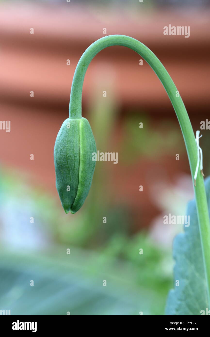 Unopened Opium Poppy Flower Bud Stock Photo - Alamy