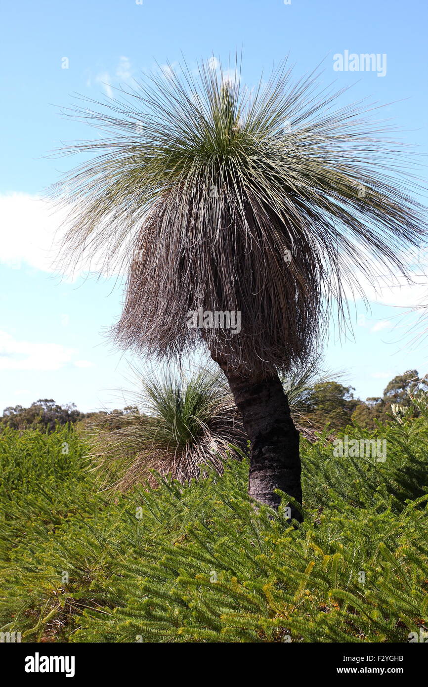 Xanthorrhoea or also known as Grass Tree Stockfoto, Lizenzfreies Bild ...