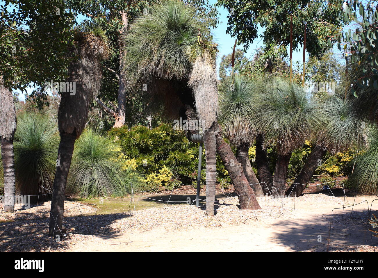 Xanthorrhoea hi-res stock photography and images - Alamy